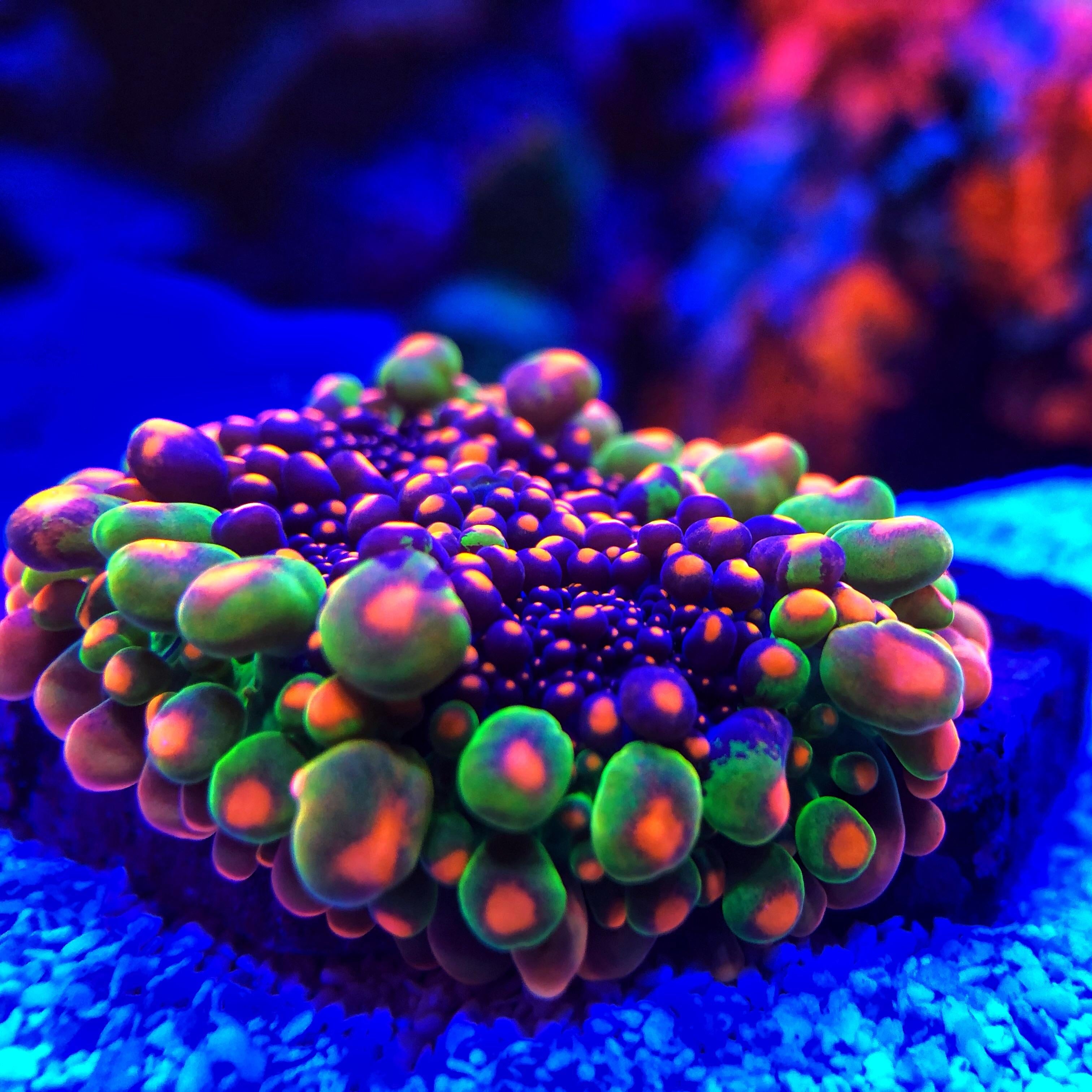Godzilla Bounce Mushroom Coral - Vibrant Colors & Beautiful bubbles